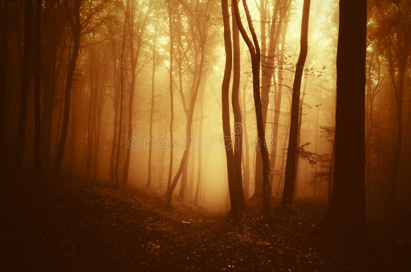 Sunset in a Dark Spooky Forest with Path and Fog on Halloween Stock ...