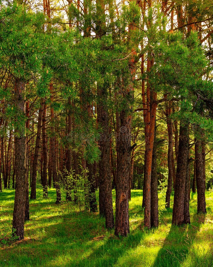 Sunset or Dawn in a Pine Forest in Spring or Early Summer. Stock Photo ...