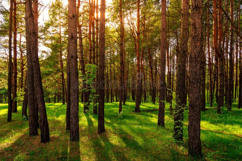 Sunset or Dawn in a Pine Forest in Spring or Early Summer. Stock Image ...