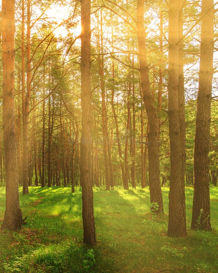 Sunset or Dawn in a Pine Forest in Spring or Early Summer. Stock Image ...