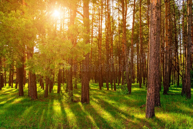 Sunset or Dawn in a Pine Forest in Spring or Early Summer. Stock Photo ...