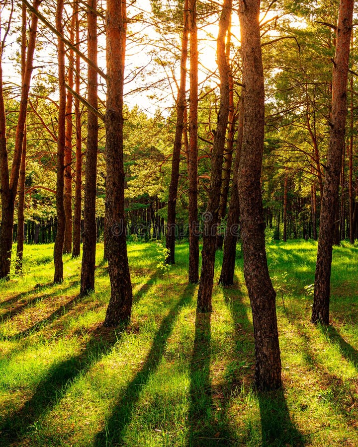 Sunset or Dawn in a Pine Forest in Spring or Early Summer. Stock Image ...