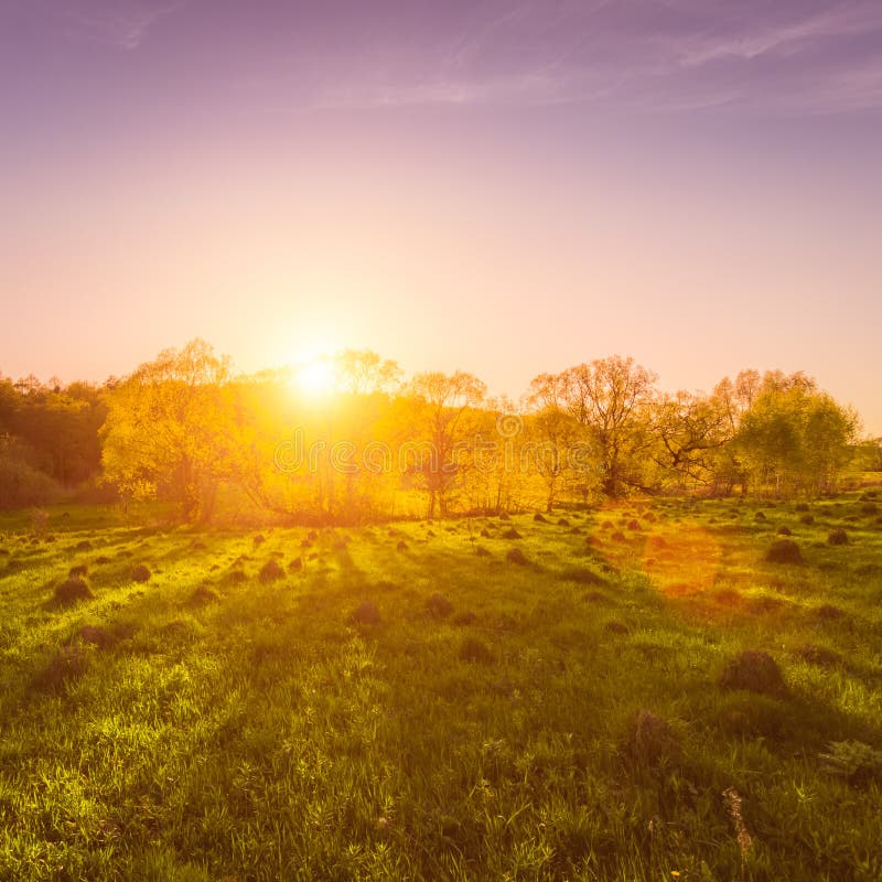 Sunset or Dawn in a Spring Field with Green Grass Stock Photo - Image ...