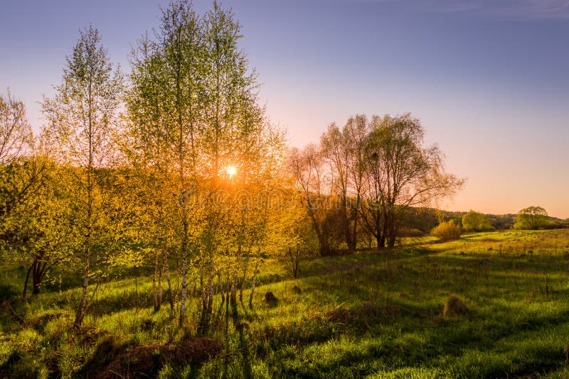 Sunset or Dawn in a Spring Field with Green Grass Stock Image - Image ...