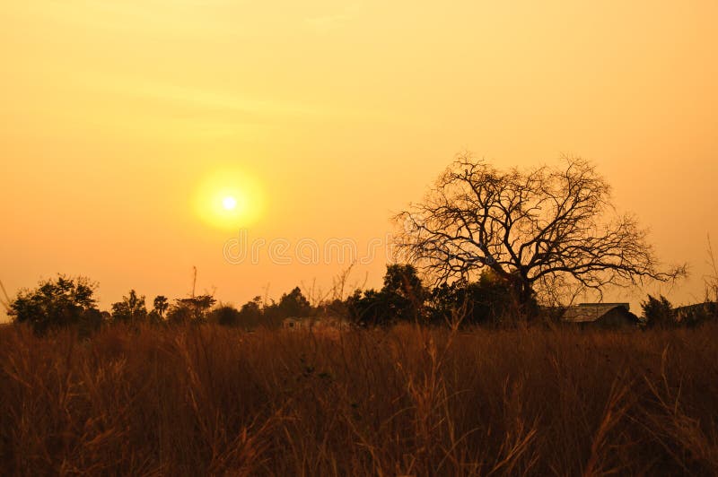 Sunset with dead tree stock image. Image of country, field - 29590949