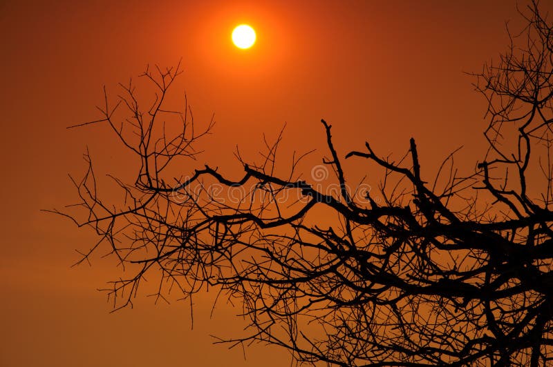 Sunset with dead tree stock image. Image of travel, forest - 29590991