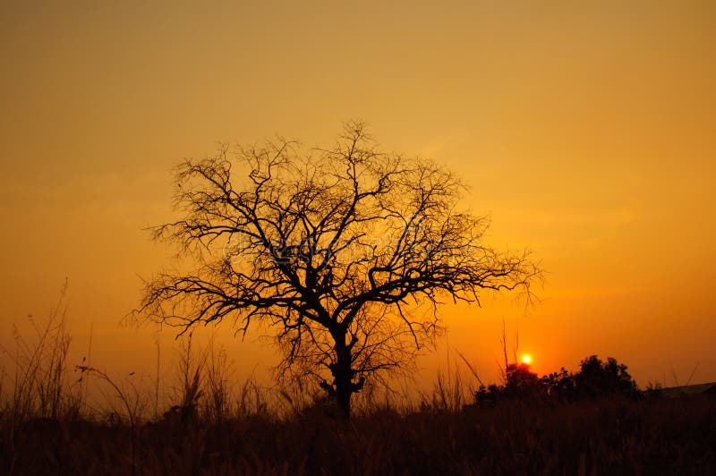 Sunset with dead tree stock photo. Image of dusk, horizon - 29591022