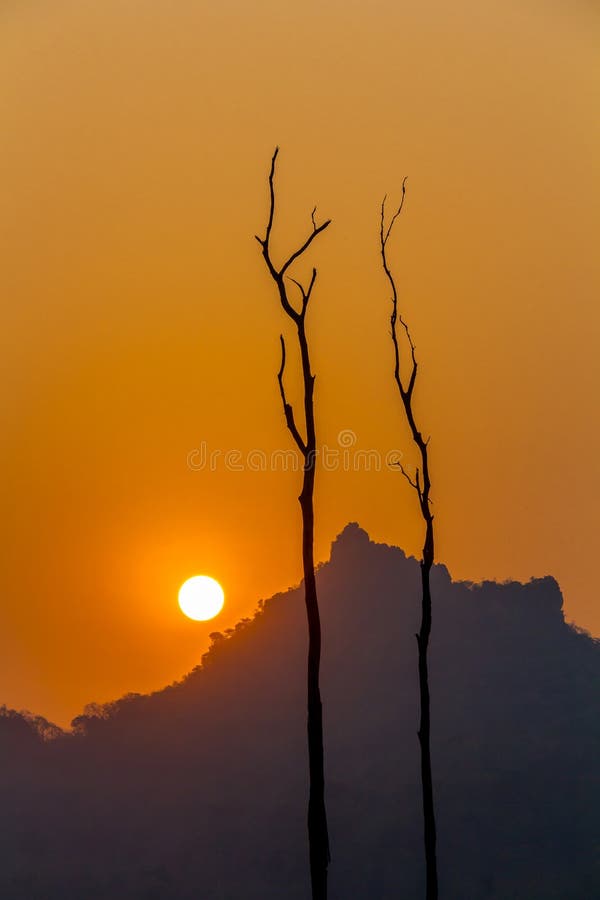 Sunset with dead tree, stock image. Image of orange, dusk - 86641627