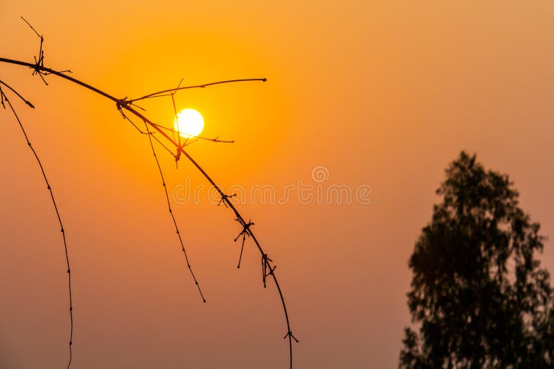 Sunset with dead tree, stock image. Image of lonely, field - 86642301