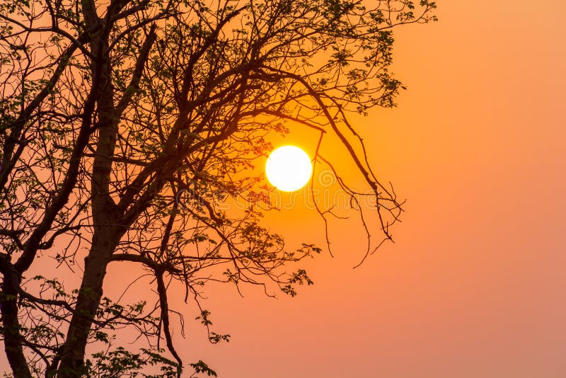 Sunset with dead tree, stock photo. Image of orange, scenic - 86642432