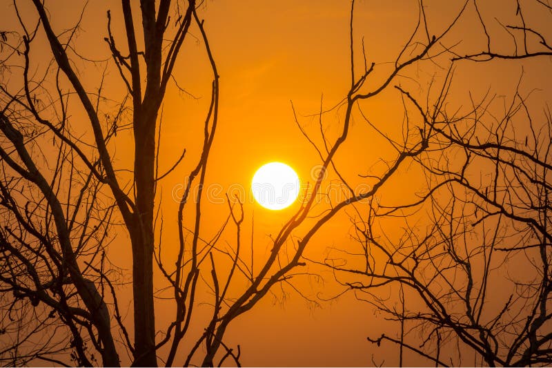 Sunset with dead tree, stock photo. Image of scenic, orange - 86642484