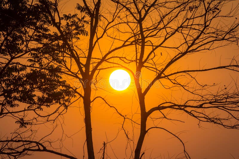 Sunset with dead tree, stock photo. Image of scenery - 86642492