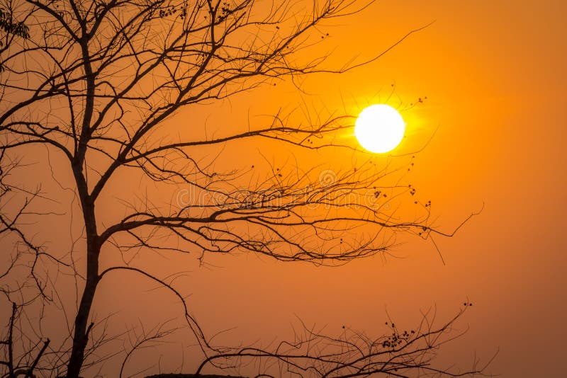 Sunset with dead tree, stock image. Image of sunrise - 86642529