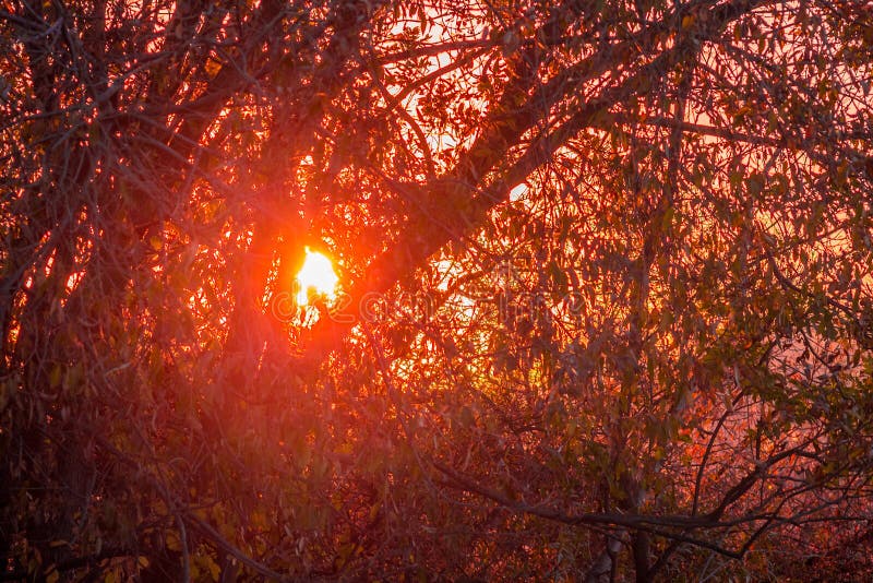 Sunset in Dense Forest. Red Sky Behind Dense Trees in the Woods during ...
