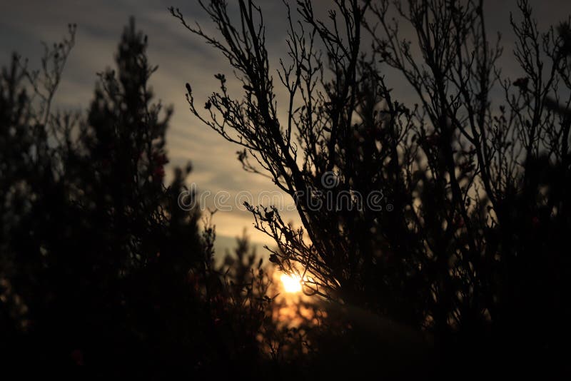 Sunset in a Dense Forest, the Sun Leaves Us until Tomorrow Stock Photo ...