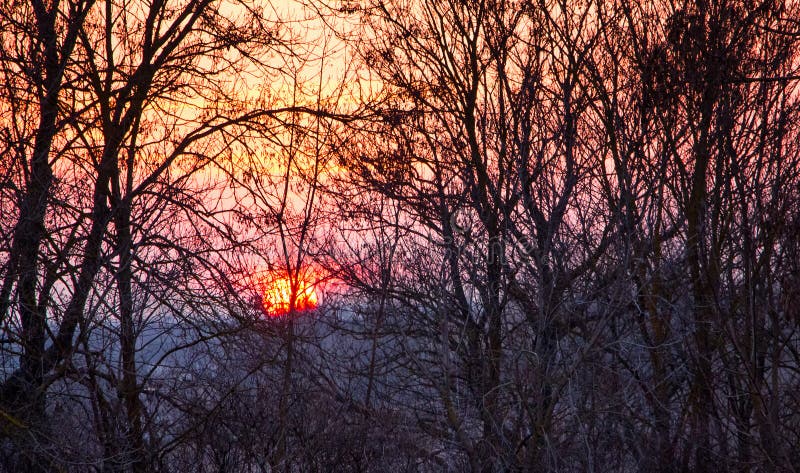 Sunset among Dense Trees. Evening Landscape with the Sun, Which Looks ...