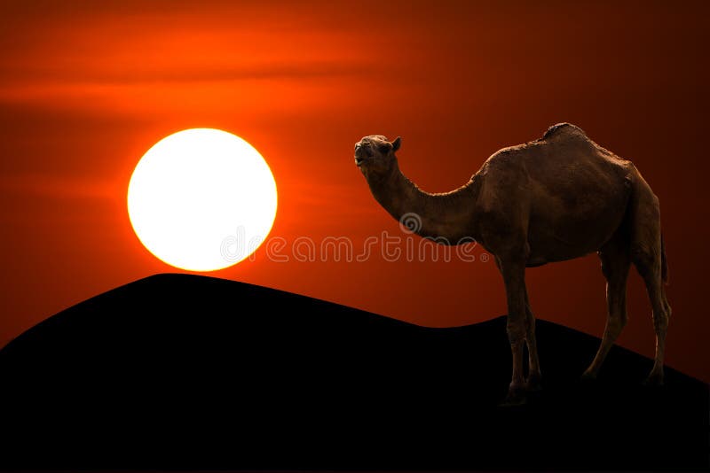 Sunset in Desert with Camel Going through Thesandunes Stock Image ...