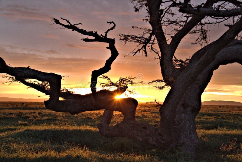 Devils tree stock image. Image of trees, nature, snow - 12620523