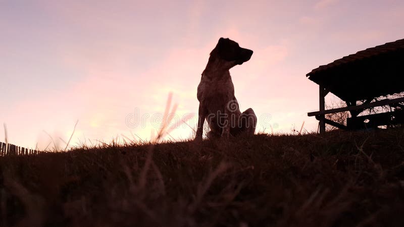 Sunset with dog silhouette stock photo. Image of painting - 180269320