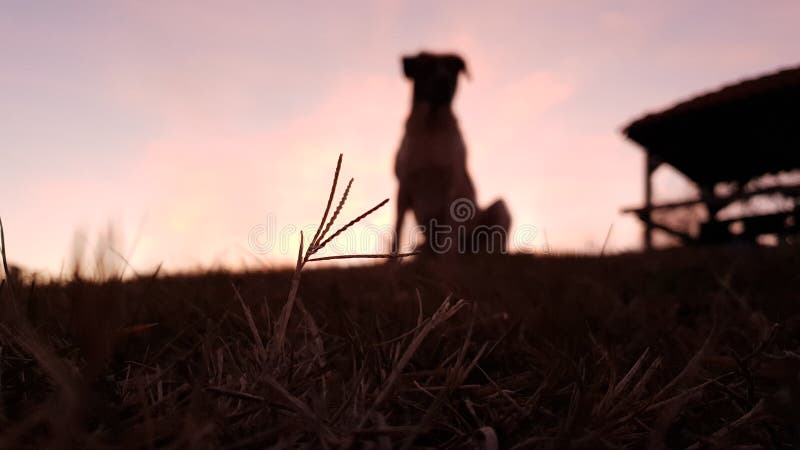 Sunset with dog silhouette stock image. Image of tree - 180270013