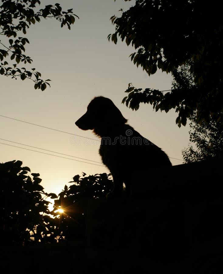 Sunset dog stock photo. Image of friend, night, secure - 55515620