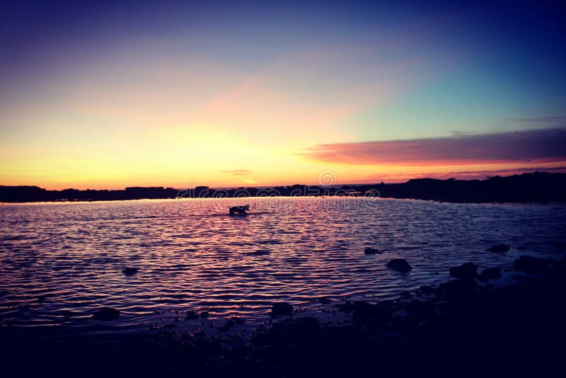 Sunset dog walk stock image. Image of sunset, walk, australia - 124126325