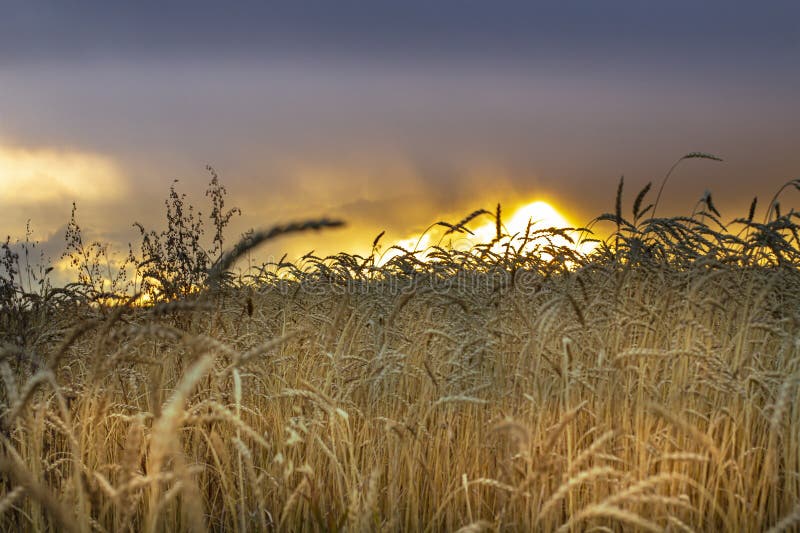 Sunset and Dramatic Clouds on a Prairie Field, Autumn Landscape Stock ...