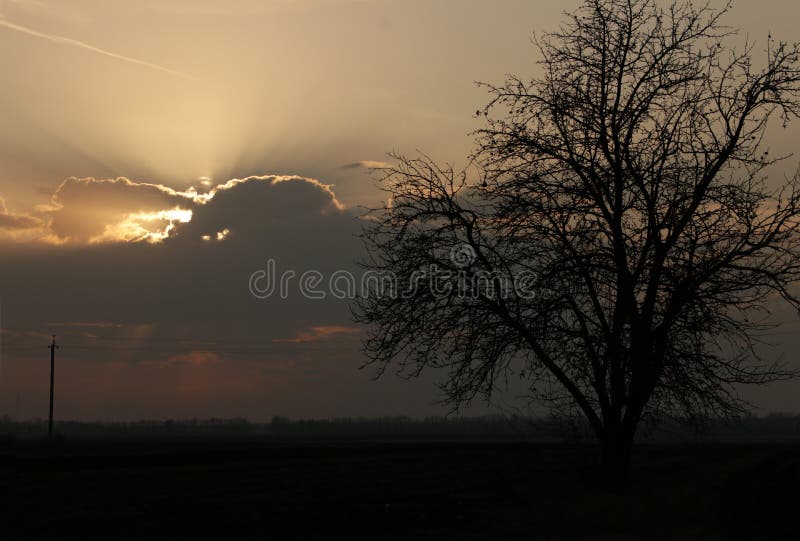 Sunset, Dramatic Sky, Lonely Tree Stock Photo - Image of lonely, nature ...
