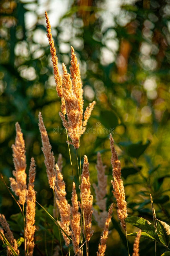 Dry stalks of river grass stock image. Image of nature - 254095447