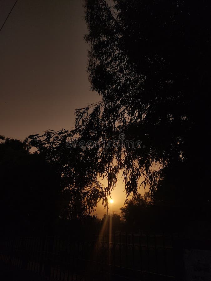 Sunset dusk nature trees 4 stock photo. Image of shadow - 246247448
