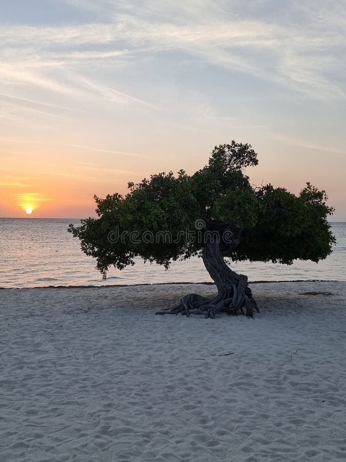 Divi Dive Trees on the Shoreline of Eagle Beach in Aruba Stock Photo ...