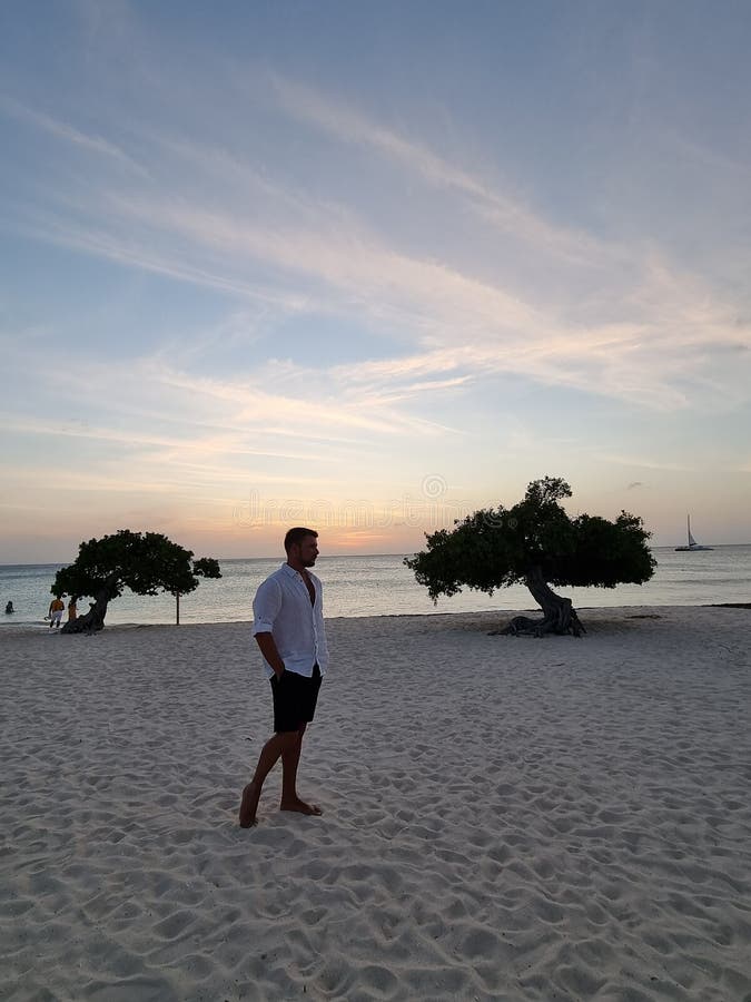 Divi Dive Trees on the Shoreline of Eagle Beach in Aruba Stock Photo ...