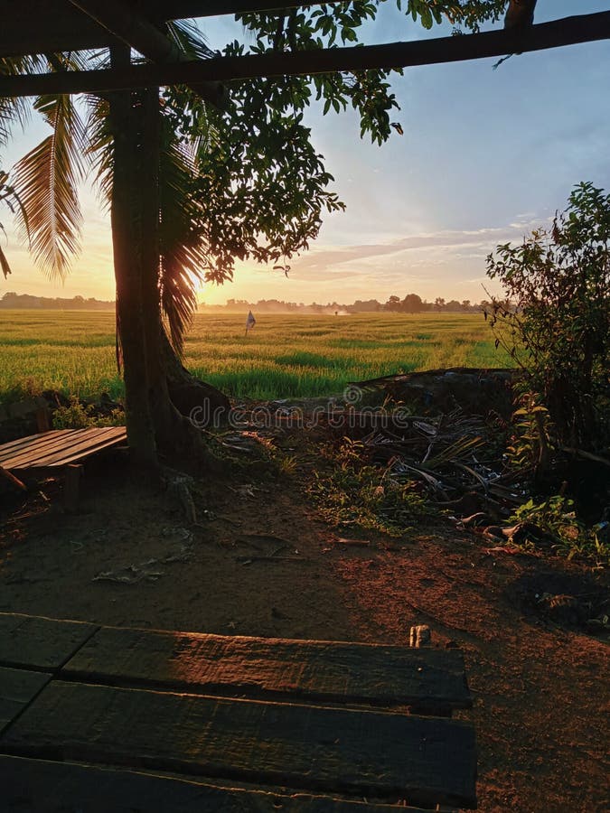 Sunset on the Edge of a Paddy Field Stock Photo - Image of edge, paddy ...