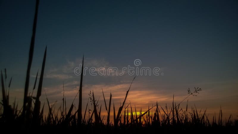 Sunset on the Edge of the Rice Fields Stock Photo - Image of edge ...