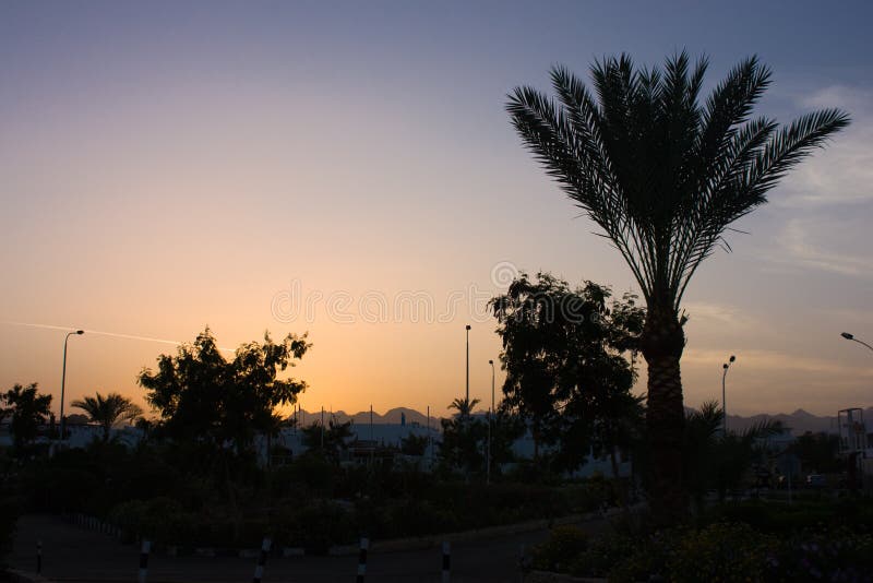 Sunset in Egypt stock image. Image of sunlight, palms - 43911135