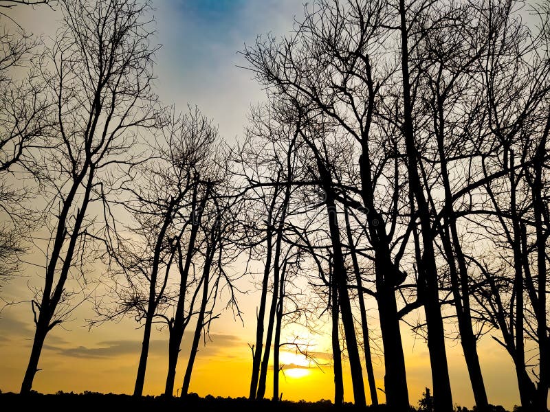 Sunset Evening Golden Light Glowing Wilted Tree Beauty from the Shadows ...