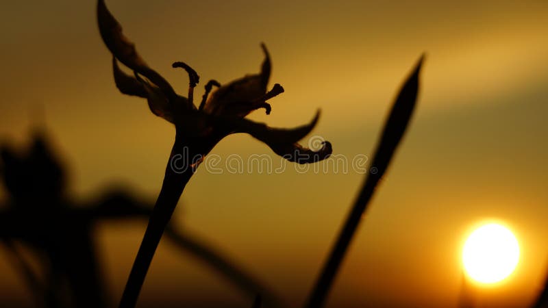 Sunset stock photo. Image of awesome, sunset, goodbye - 82784356