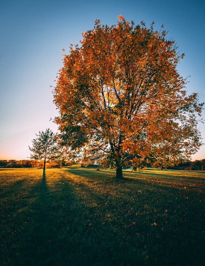 Sunset in the fall stock image. Image of autumn, grass - 108267325