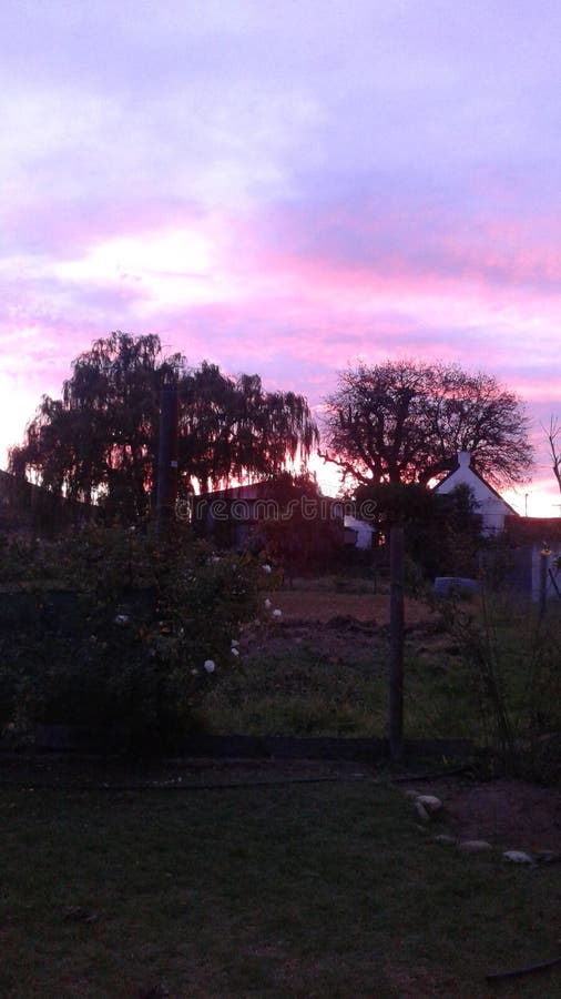 Sunset stock image. Image of purple, trees, pink, nature - 118488591