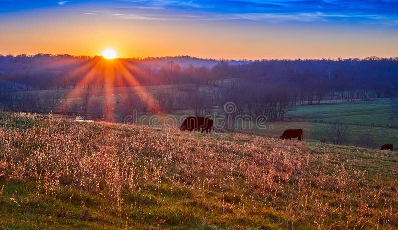 Sunset on Farm with Cows stock image. Image of clouds - 139751869