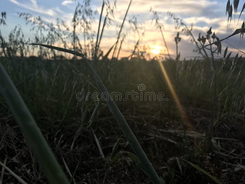 Sunset farm field scene stock photo. Image of field, farm - 89038720