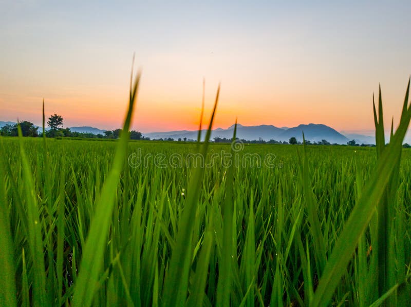 The Sunset at Farming rice stock image. Image of prairie - 195467079