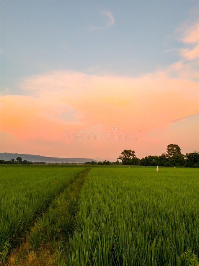 The Sunset at Farming rice stock photo. Image of sunlight - 195467170