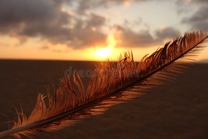 Sunset feather stock photo. Image of fade, feather, relax - 83284990