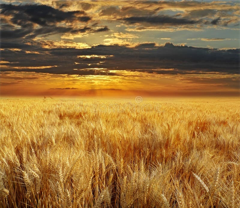 Sunset and field stock image. Image of landscape, gorgeous - 15358125