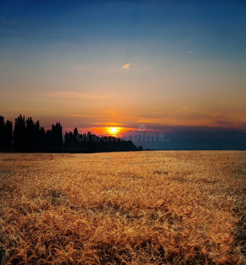 Red sunset on field stock photo. Image of orange, corn - 57710534