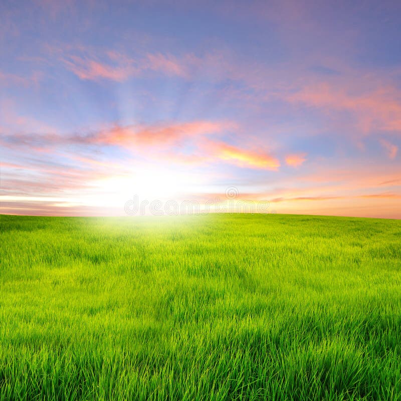 Sunset Over the Green Field Stock Image - Image of orange, meadow: 28594167