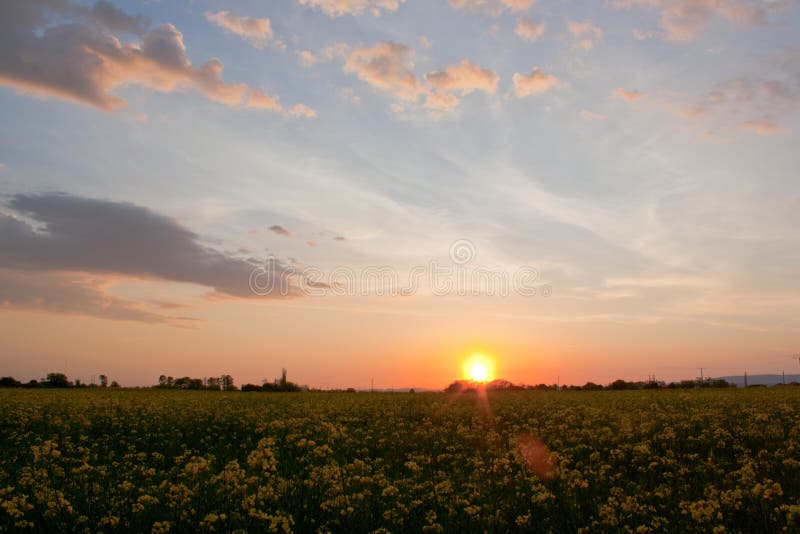 The sunset in the field stock image. Image of afternoon - 24078327