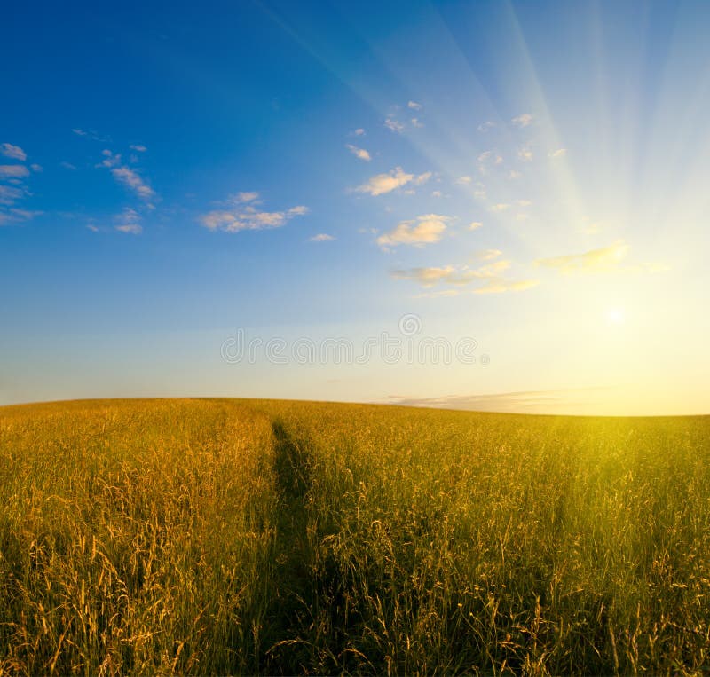 Sunset and field stock image. Image of clouds, plant, fresh - 6186295