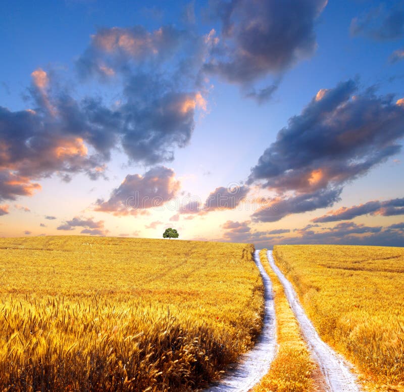 Sunset at field stock photo. Image of background, cloudy - 6844376